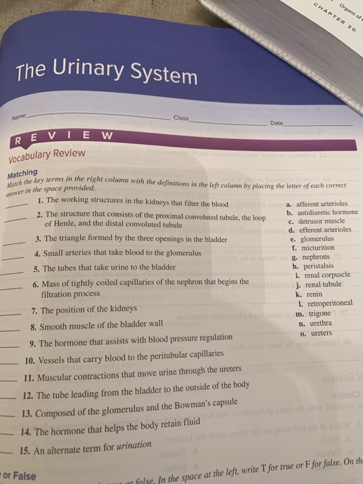 Solved Organs of t CHAPTER 30 The Urinary System Class Name | Chegg.com