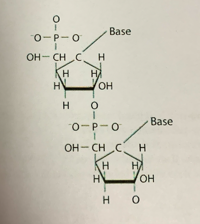 Solved The structure of two DNA nucleotides joined in a | Chegg.com