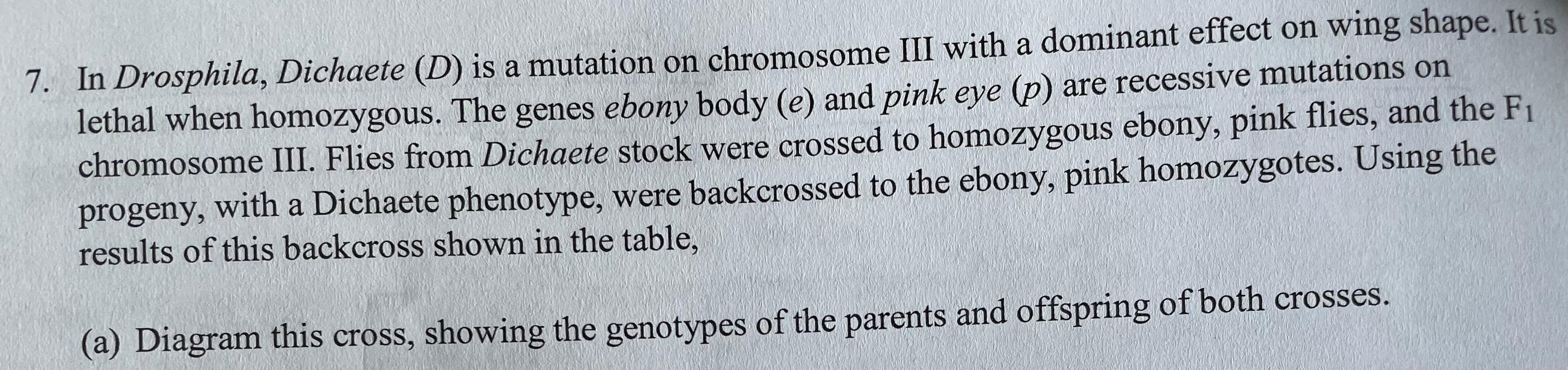 7. In Drosphila, Dichaete (D) is a mutation on | Chegg.com