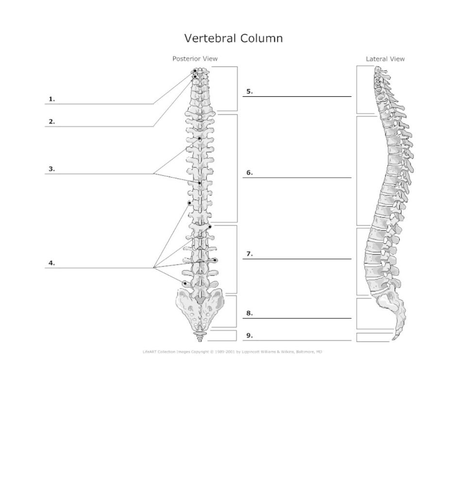 Solved In-Lab Study Guide: Axial Skeleton (Lab 5) Below | Chegg.com