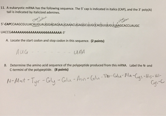 Solved A eukaryotic mRNA has the following sequence. The 5' | Chegg.com