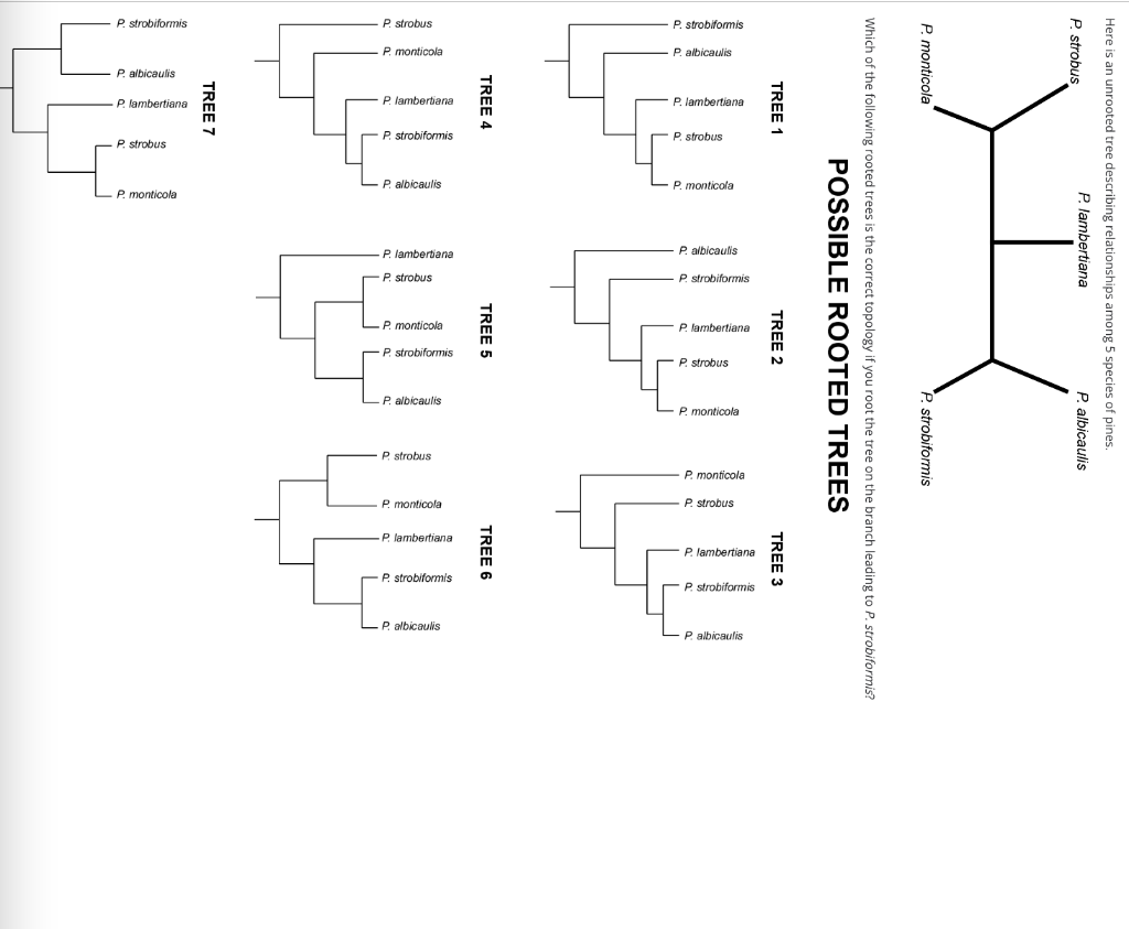 Solved Here is an unrooted tree describing relationships | Chegg.com