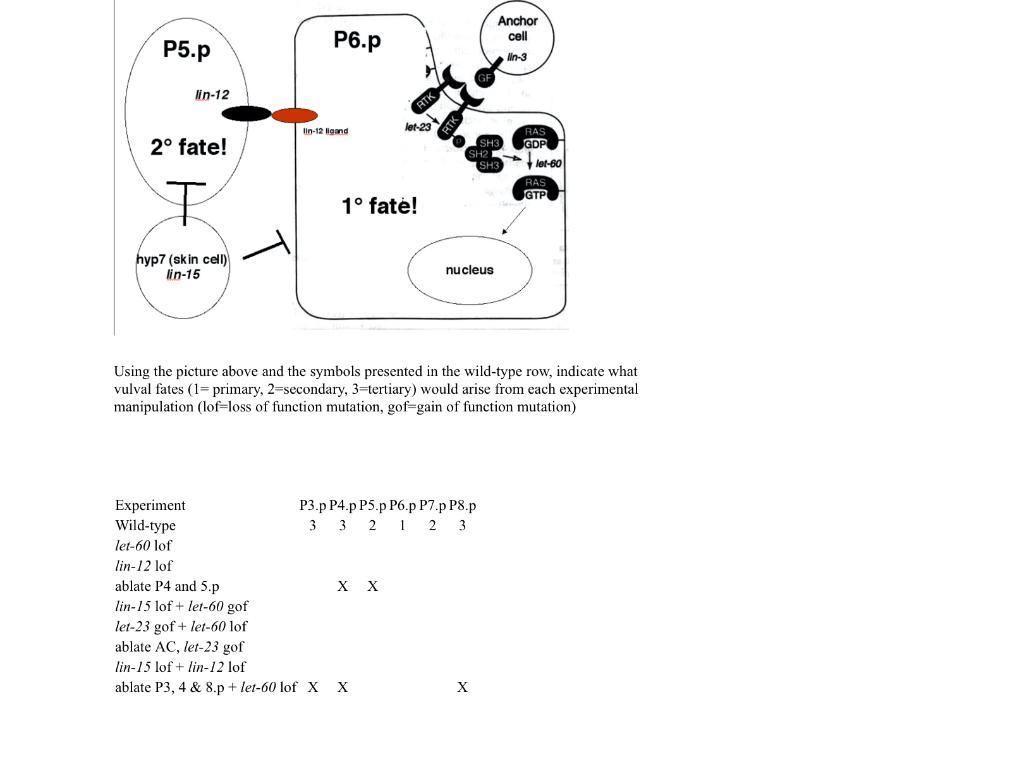Solved Anchor cell P6.p P5.p Ain-3 lin-12 let-23 lin-12 | Chegg.com