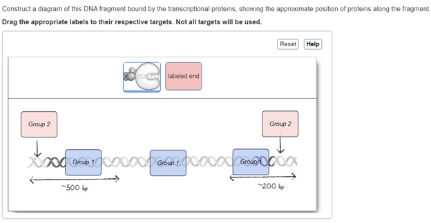 Solved A 1.0-kb DNA fragment from the 5' end of the mouse | Chegg.com Solved A 1.0-kb DNA fragment from the 5' end of the mouse | Chegg.com
