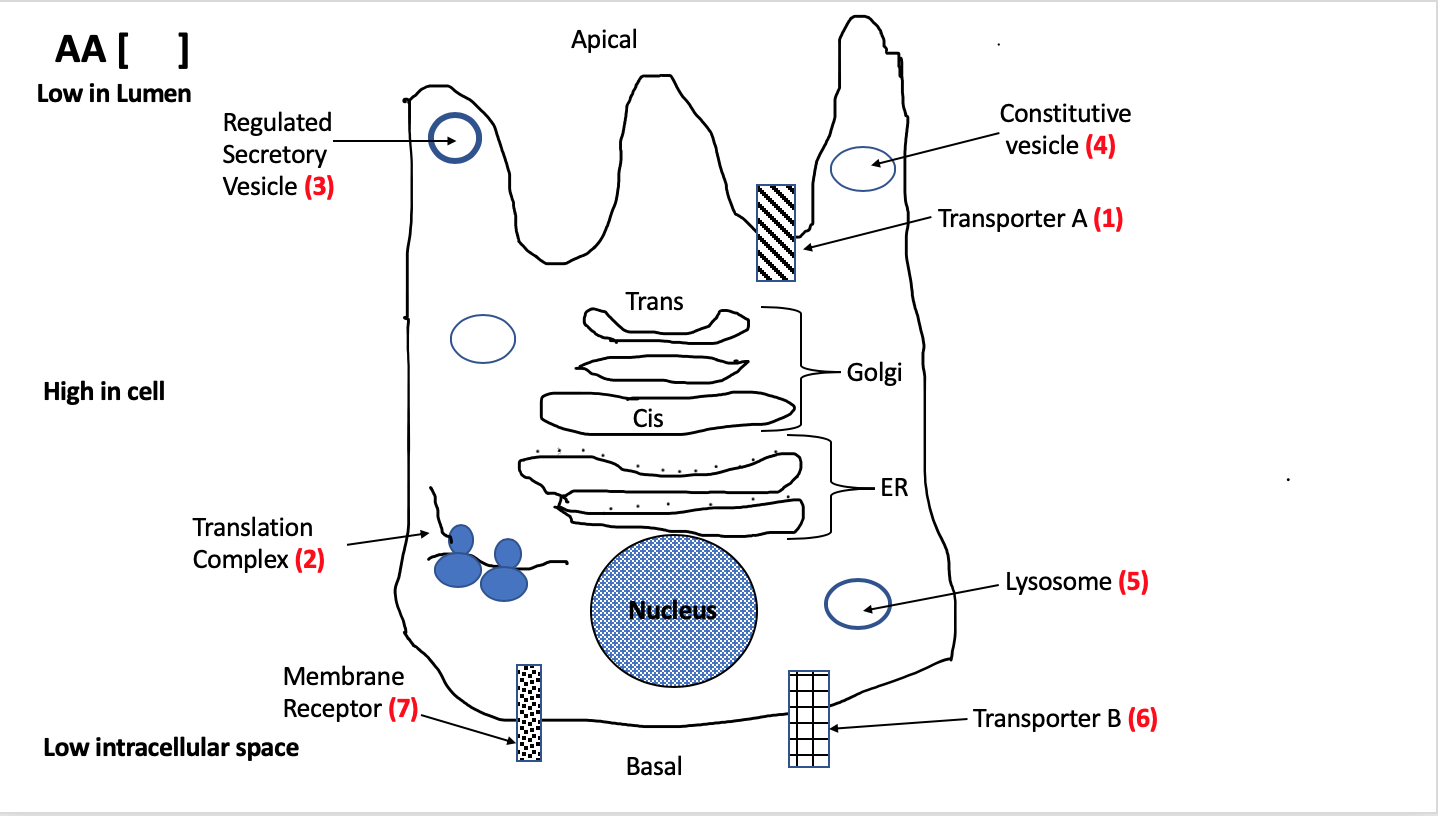 Lumen Cell
