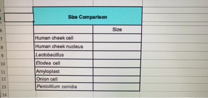 Solved Size Comparison 4 Size 6 Human cheek cell Human cheek | Chegg.com