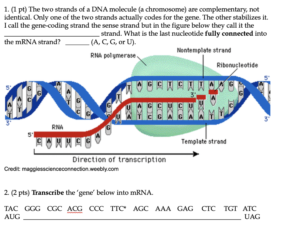 Solved 1. (1 pt) The two strands of a DNA molecule (a | Chegg.com