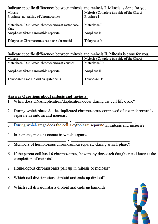 Solved Answer Ouestions about mitosis and meiosis: 1. When | Chegg.com