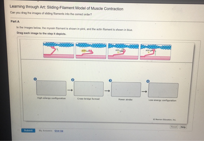 Solved Learning through Art: Sliding-Filament Model of | Chegg.com