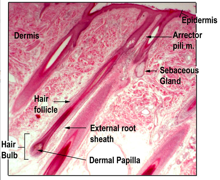 Dermal Papilla Histology