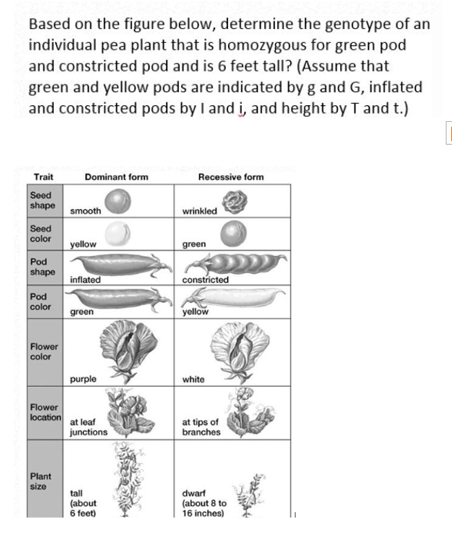 Solved Based on the figure below, determine the genotype of | Chegg.com