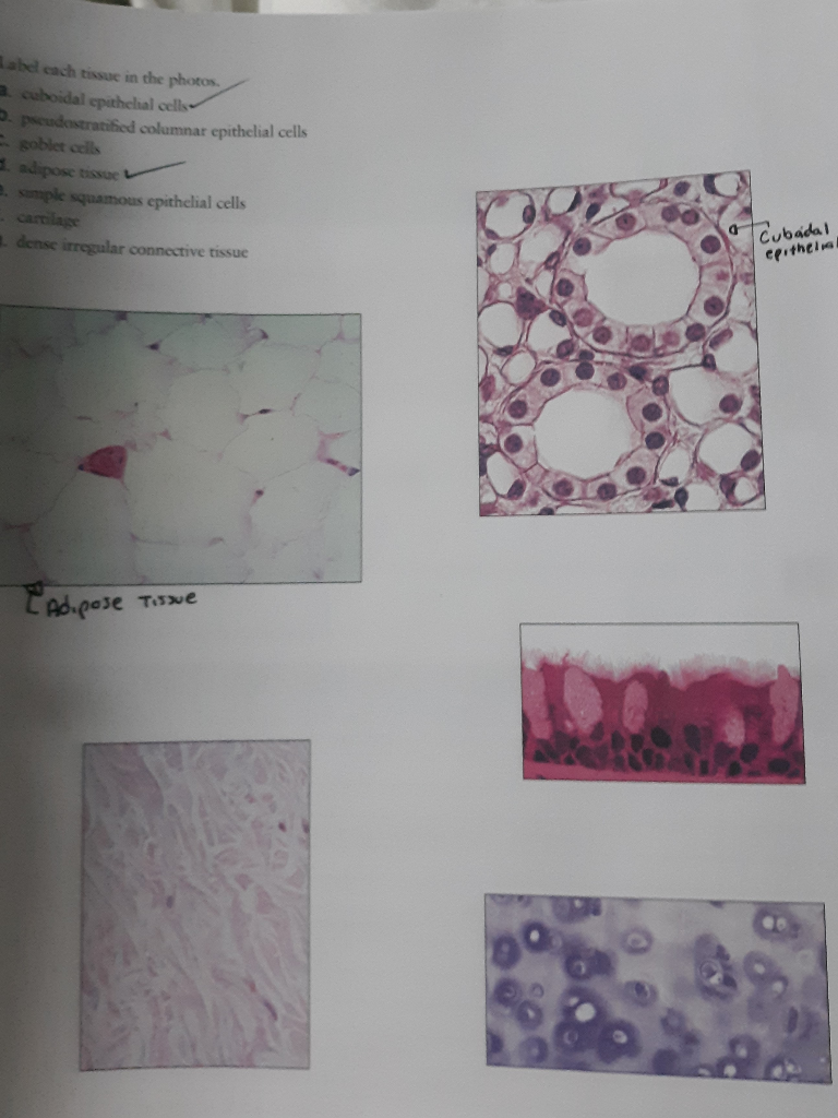 Solved Label each tissue in the photos a. Cuboidal | Chegg.com