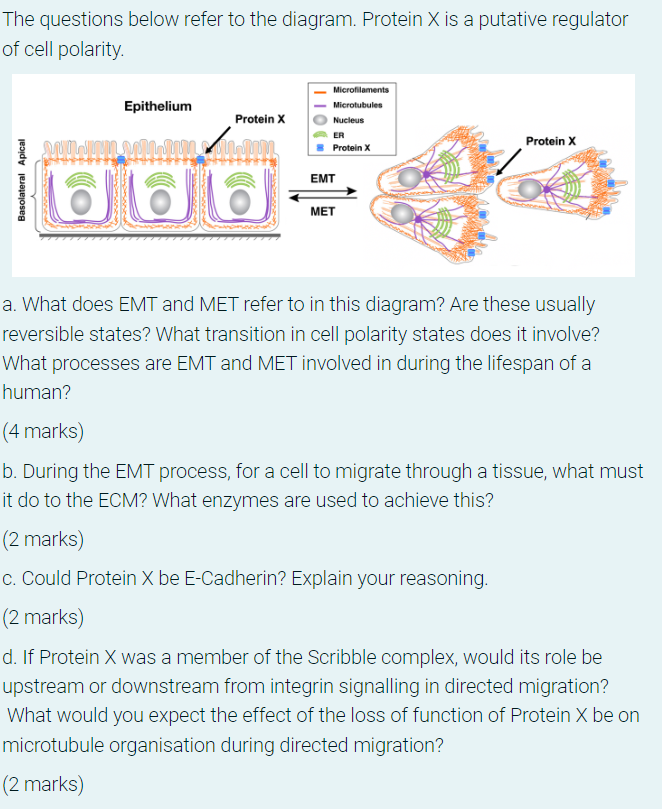 Solved The questions below refer to the diagram. Protein X | Chegg.com