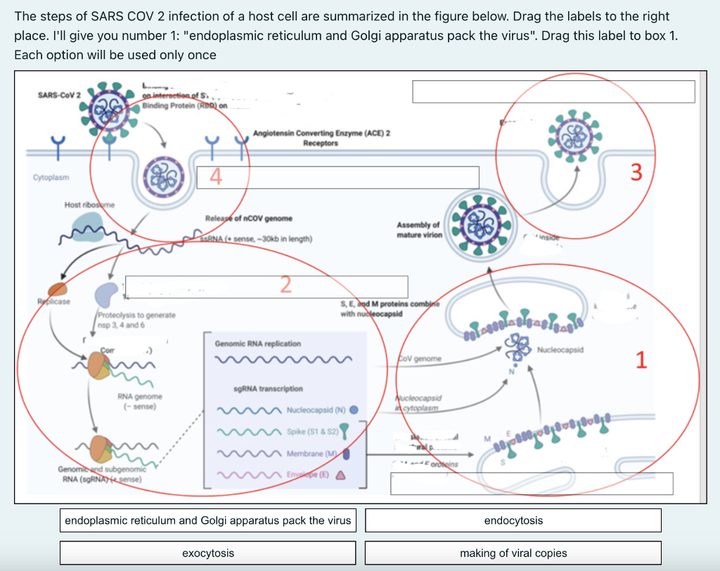 Solved PLEASE do this asap :) | Chegg.com