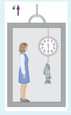 Solved A person weighs a fish of mass 4 kg on a spring scale | Chegg.com