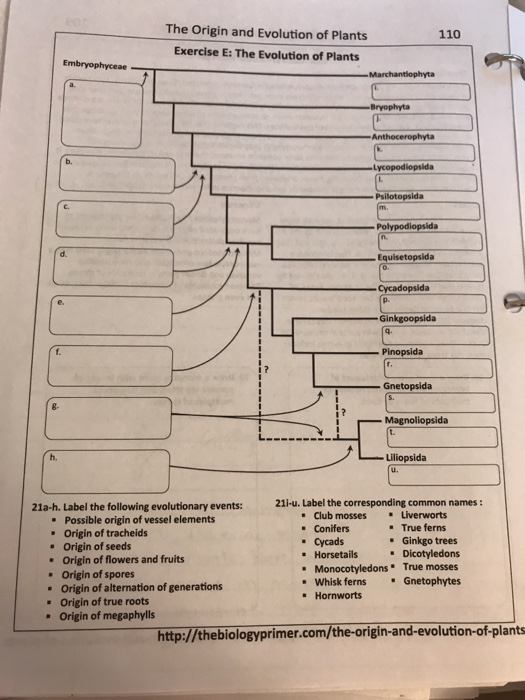 Solved The Origin and Evolution of Plants Exercise E: The | Chegg.com