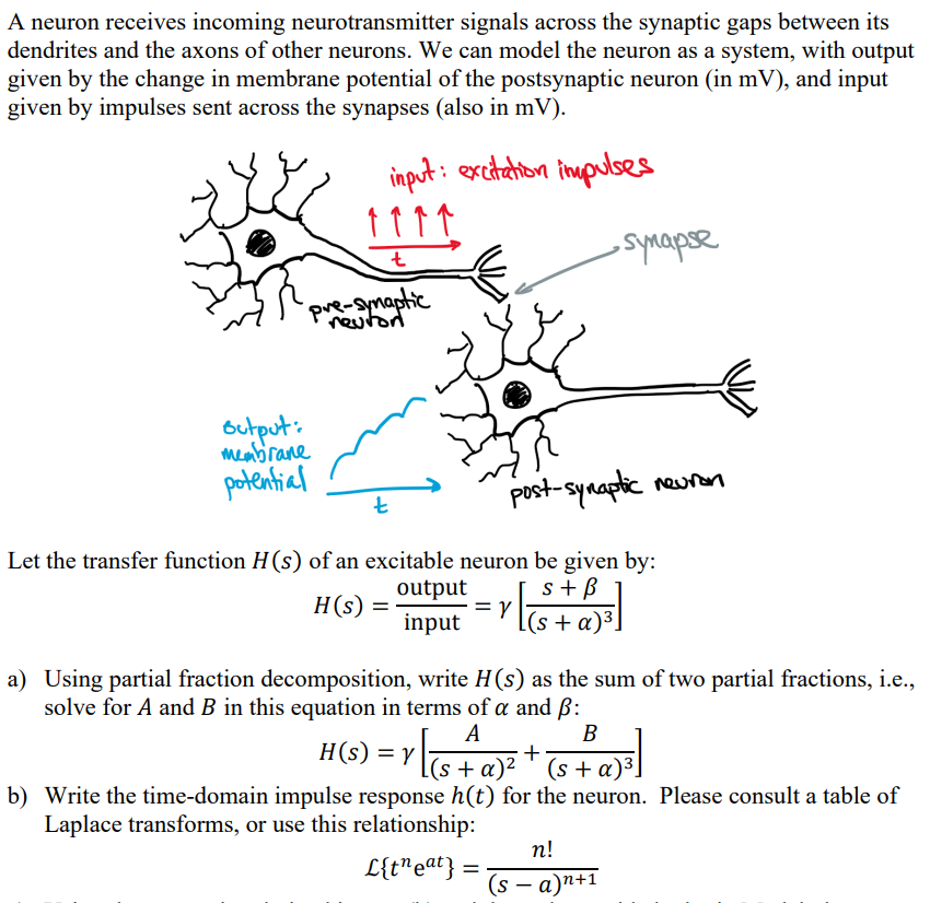 Solved A neuron receives incoming neurotransmitter signals | Chegg.com
