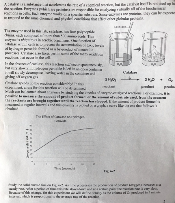 Lab 6: Enzyme Activity-30pts (including online | Chegg.com