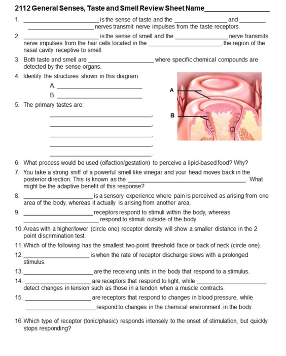 Solved 2112 General Senses, Taste and Smell Review Sheet | Chegg.com