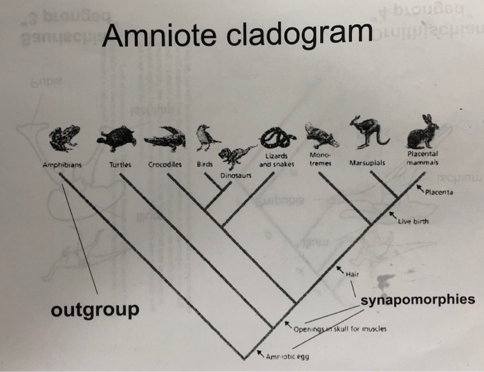 Name: Group members: Ornithischia Saurischia In this | Chegg.com