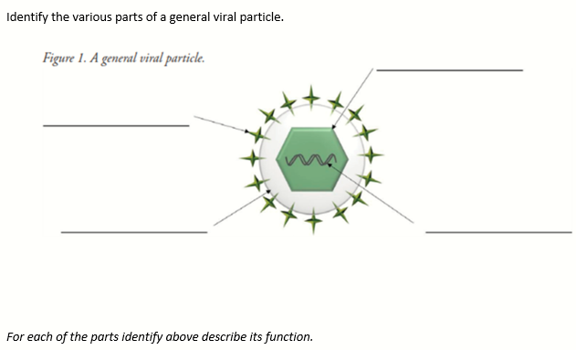 Solved Identify the various parts of a general viral | Chegg.com