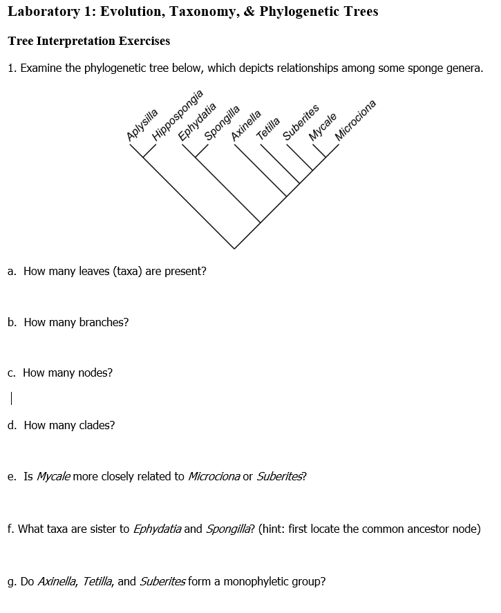 Solved Laboratory 1: Evolution, Taxonomy, & Phylogenetic | Chegg.com