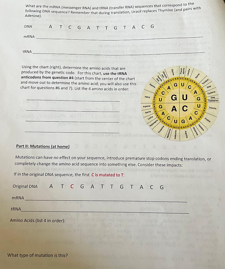 Solved What are the mRNA (messenger RNA) and tRNA (transfer | Chegg.com