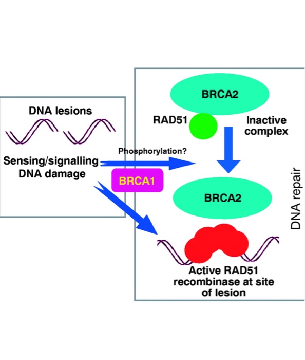 Solved BRCA2 DNA lesions RAD51 Inactive complex | Chegg.com