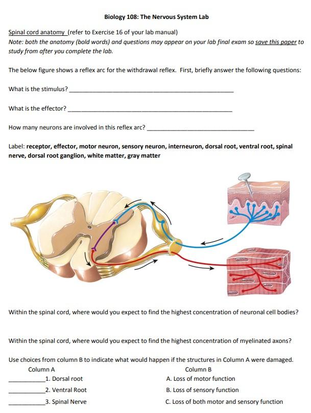 Solved Biology 108: The Nervous System Lab Spinal cord | Chegg.com