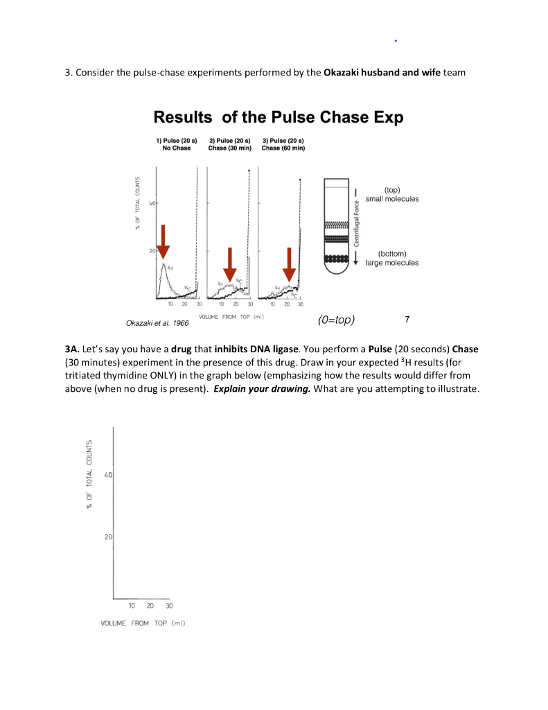 3. Consider the pulse-chase experiments performed by | Chegg.com