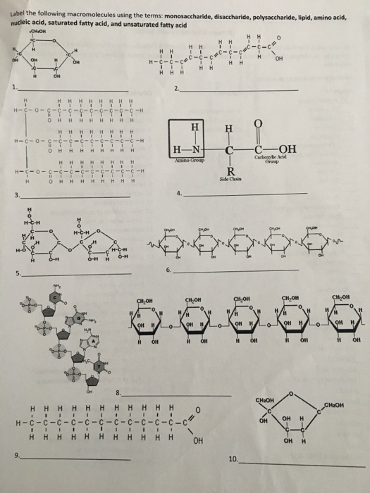 Solved abel the following macromolecules using the terms: | Chegg.com