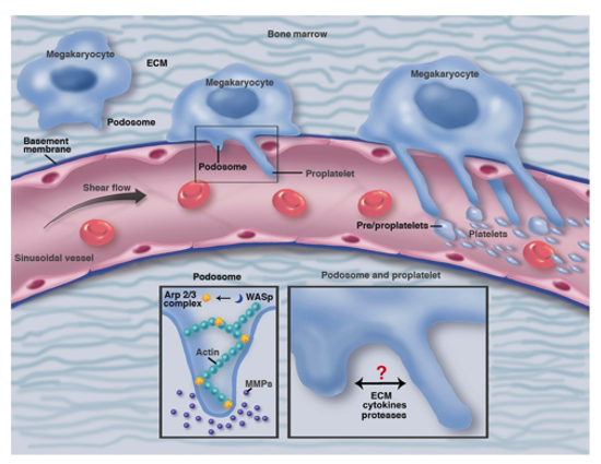Solved Platelets are generated by megakaryocytes in the bone | Chegg.com