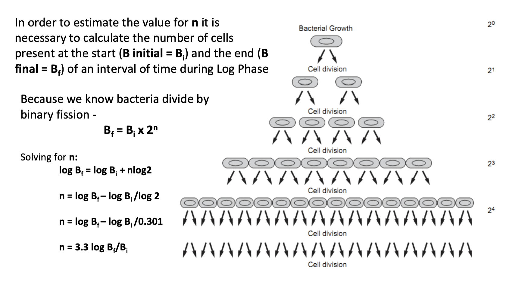 Solved Binary Fission of E. coli Time (hrs) Average | Chegg.com