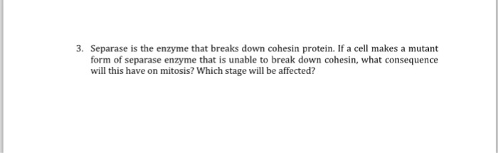 Solved Separase is the enzyme that breaks down cohesin | Chegg.com