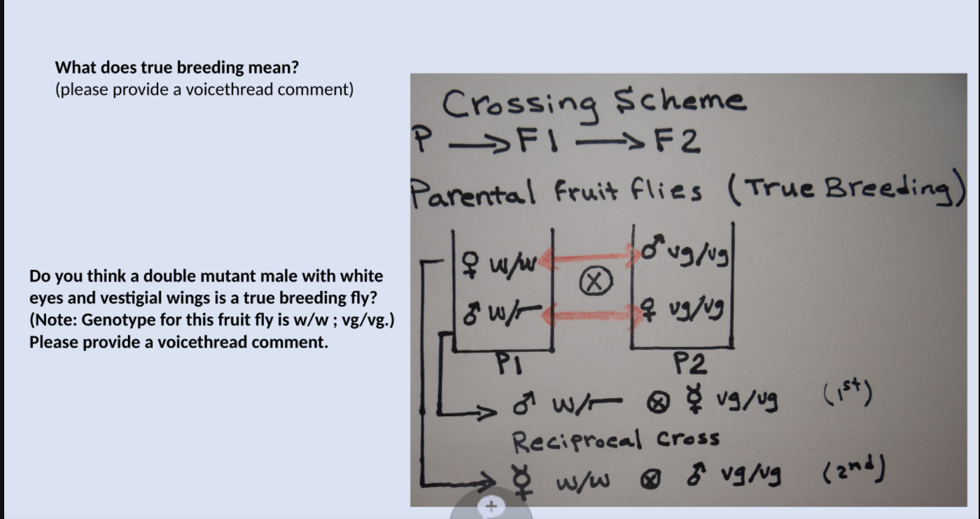 Solved What does true breeding mean? (please provide a | Chegg.com