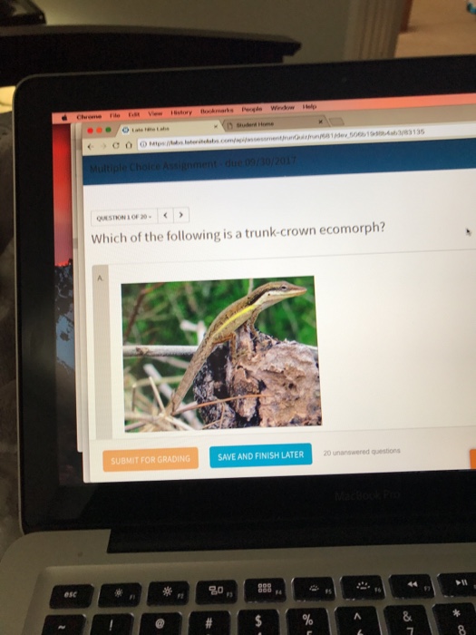 Chegg Which of the Following Is a Trunk-crown Ecomorph - Caiden-has-Sims