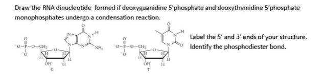 Solved Draw the RNA dinucleotide formed if deoxyguanidine | Chegg.com