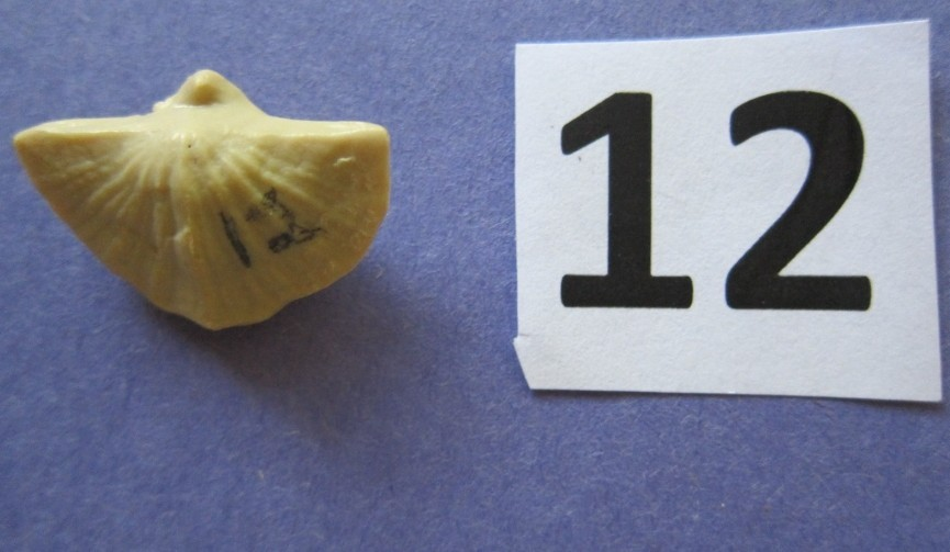 Solved 12 Specimen 12 Kingdom Phylum Subphylum Class | Chegg.com