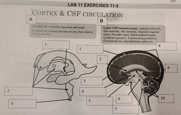 Solved 18/ LAB 11 EXERCISES 11-5 CORTEX & CSF CIRCULATION 1) | Chegg.com