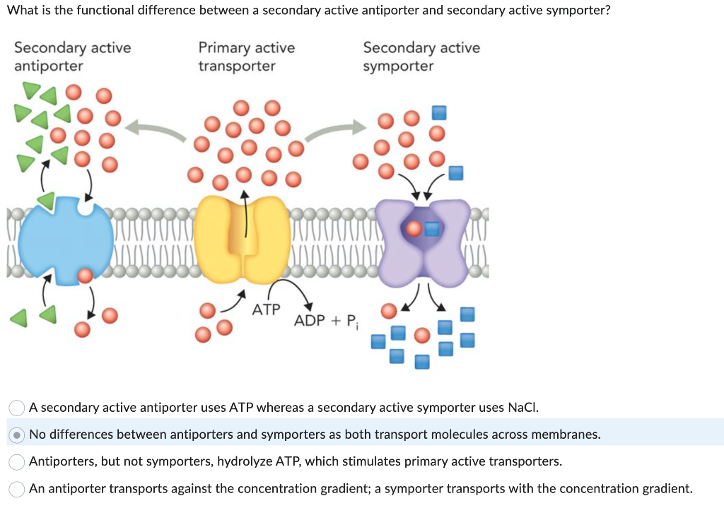 Solved A secondary active antiporter uses ATP whereas a | Chegg.com