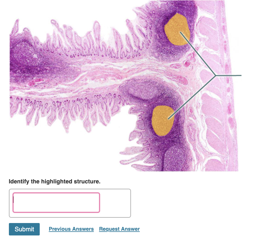 Solved Identify the highlighted structure. Submit Request | Chegg.com