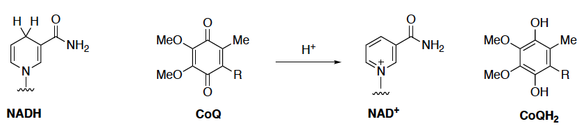 Solved NADH can directly reduce CoQ to CoQH2 in a | Chegg.com