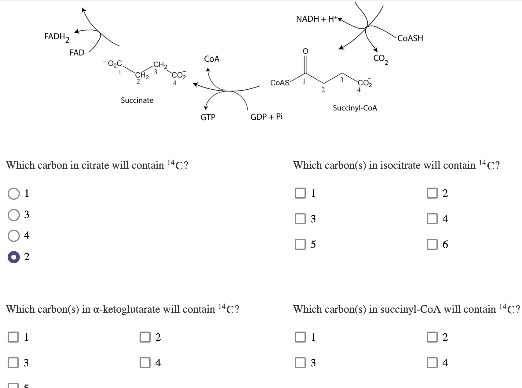 Solved The citric acid cycle is shown. The methyl carbon in | Chegg.com