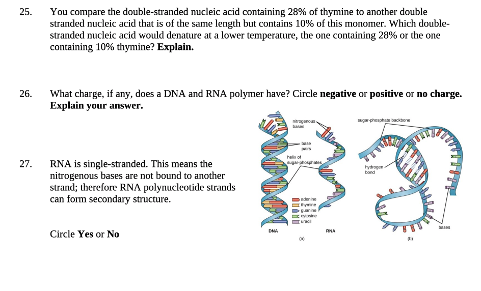 Solved 25. You compare the double-stranded nucleic acid | Chegg.com