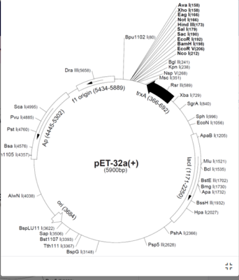 Solved If pET32a(+) is digested simultaneously with BamHI | Chegg.com