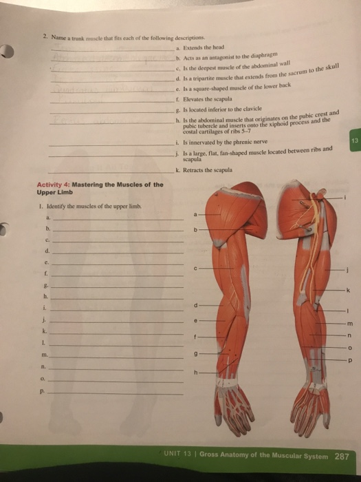 Solved: 2. Name A Trunk Muscle That Fits Each Of The Follo... | Chegg.com