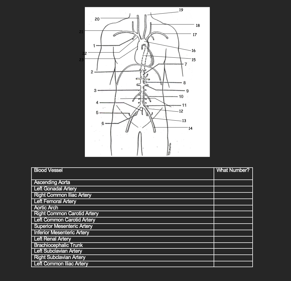Solved \table[[Blood Vessel,What Number?],[Ascending | Chegg.com
