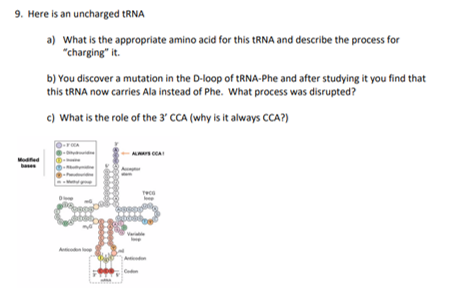 Solved 9. Here is an uncharged tRNA a) What is the | Chegg.com