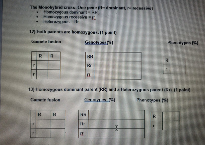 Solved The Monohybrid cross. One gene (R dominant, | Chegg.com