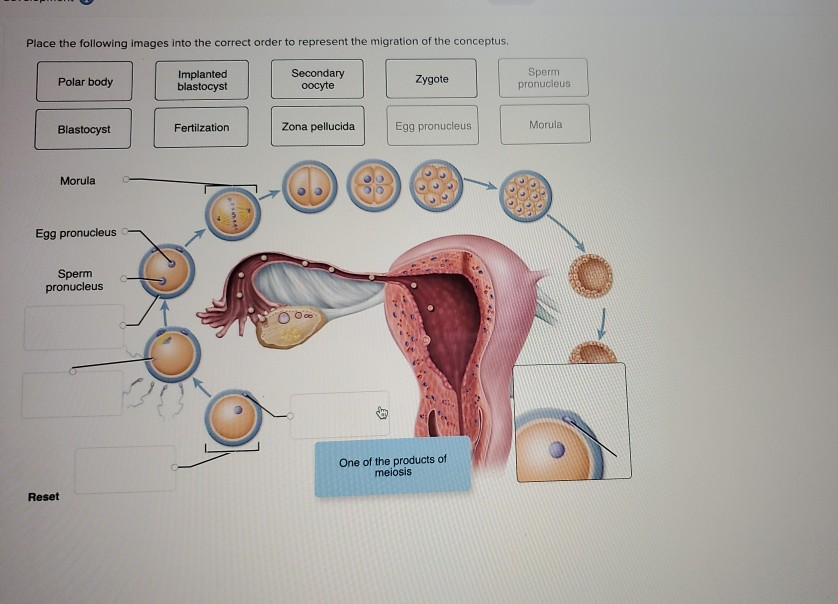 Solved Place the following images into the correct order to | Chegg.com